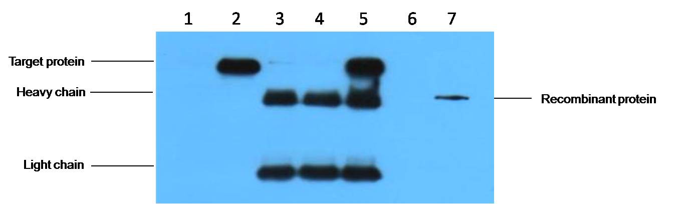 HA-Tag Mouse mAb – Atochembio