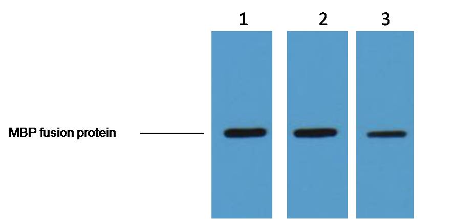 MBP-Tag Mouse mAb – Atochembio